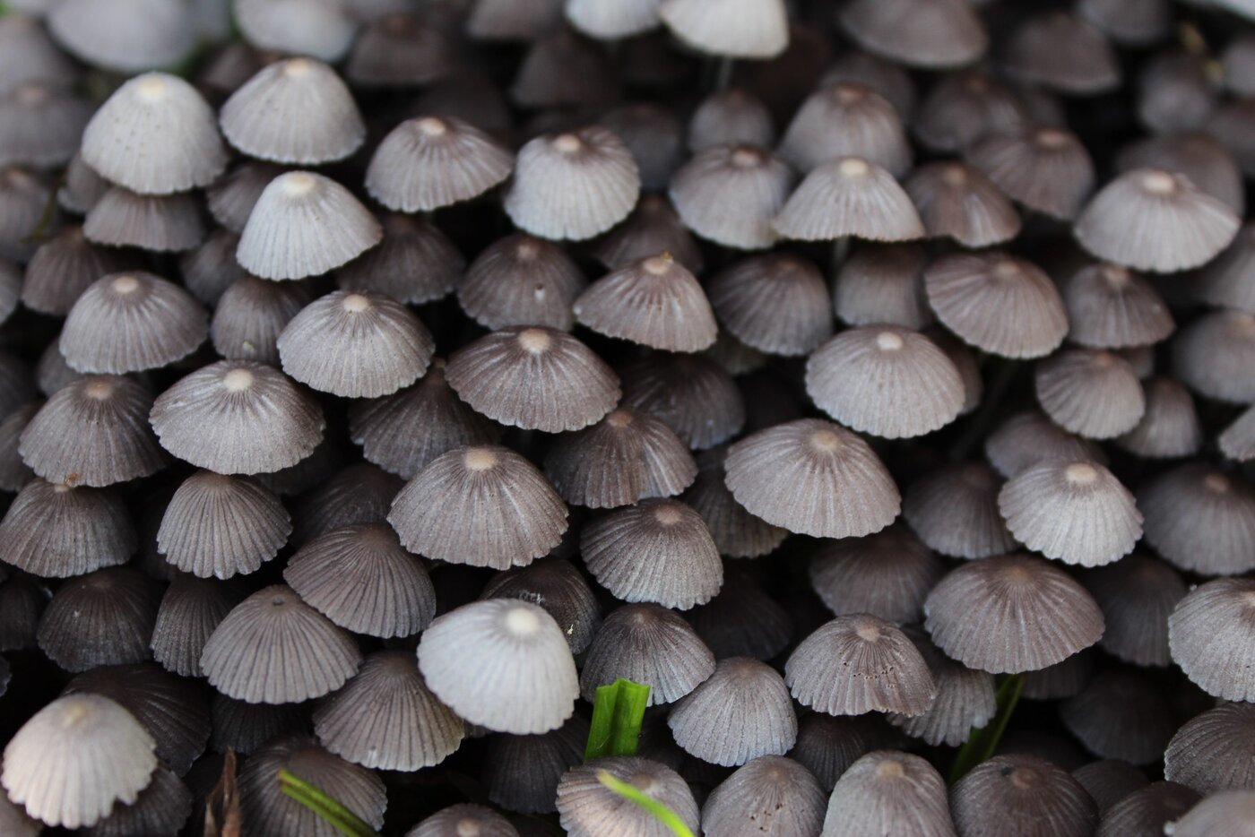 SHROOMS 101: A BEGINNER'S GUIDE TO MAGIC MUSHROOMS | Shrooms Delivered