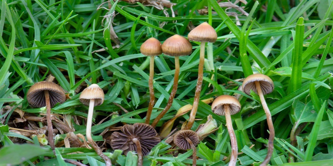 The Flavor Profile and Characteristics of the Most Popular Psilocybin ...